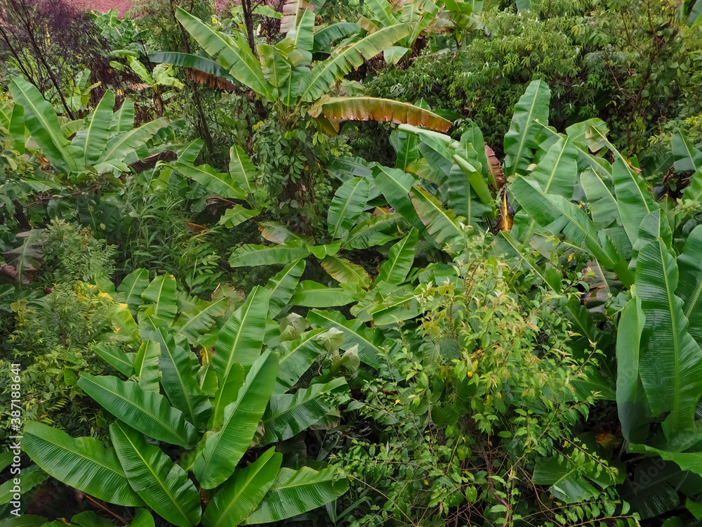 Foto de Fruit plantations where villagers planted on Phu Tub Berk and ...