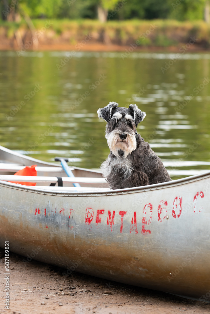 schnauzer dog sitting alone in a canoe wearing life vest. Salt and ...