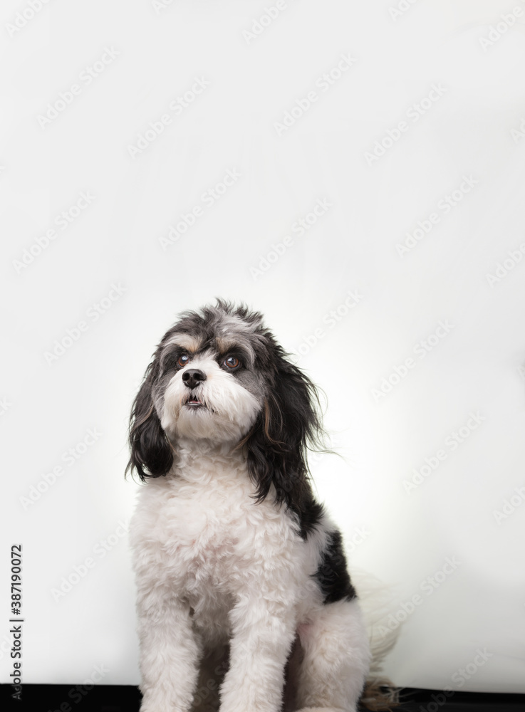 Cavapoo dog. Mixed breed Cavalier King Charles Spaniel cross poodle ...