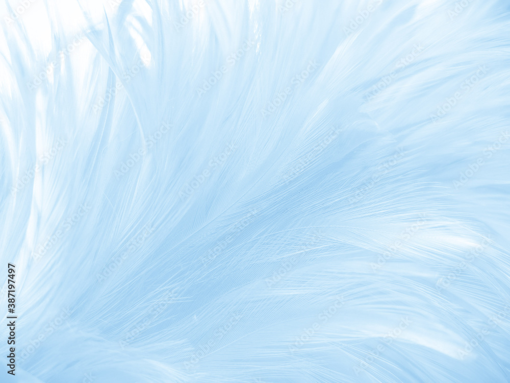 Beautiful abstract blue feathers on white background and soft white ...