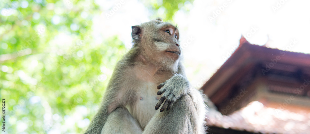 .behavior of monkeys in nature, reproduction and care for offspring ...