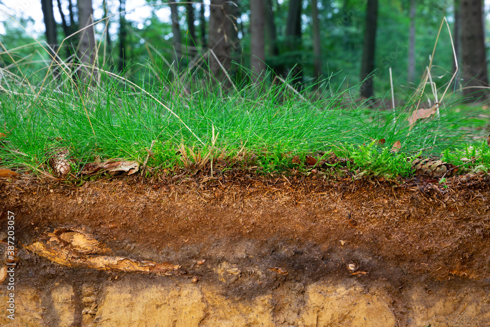 Foto de Organic layer and topsoil of a Vertisol in a spruce forest do ...