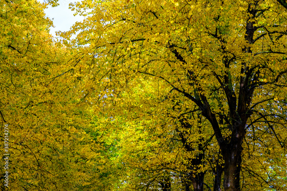 Detail of trees Tilia in autumn, deciduous tree, commonly called lime ...
