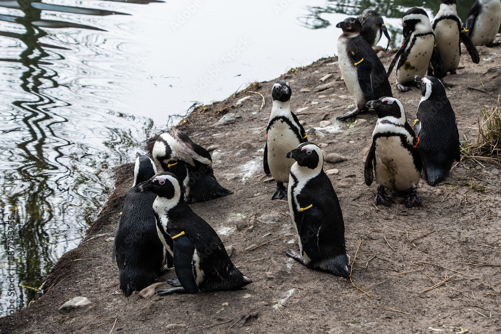 Magellan Penguins (order Sphenisciformes, family Spheniscidae) are a ...