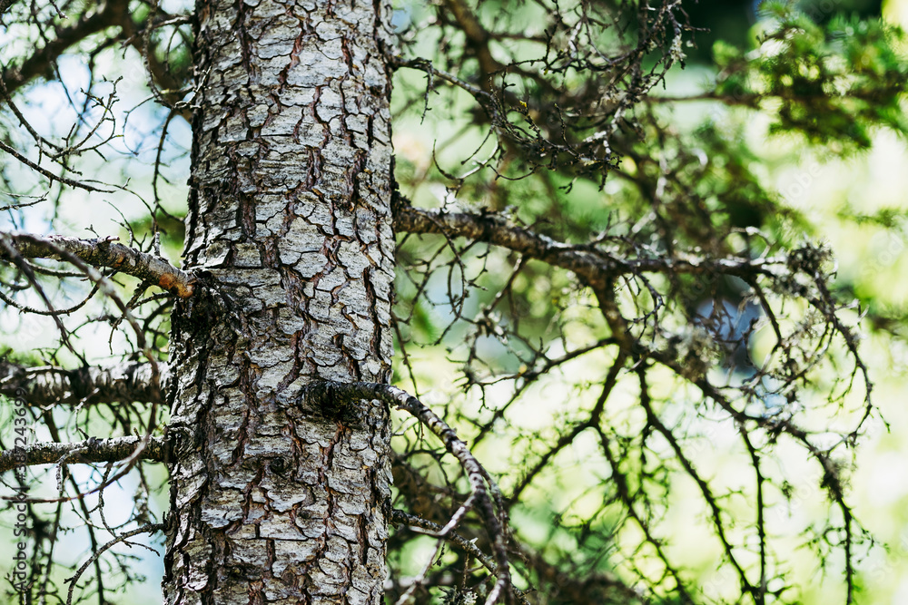 Ecorce d'un grand sapin - Arrière plan texture bois naturel Stock Photo ...