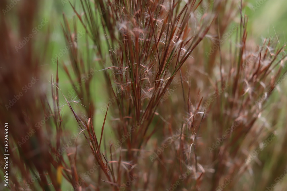 Vegetación silvestre, flora y pasto largo de color rojo. foto de Stock ...