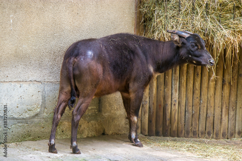 The lowland anoa is a small bovid, t is most closely allied to the ...