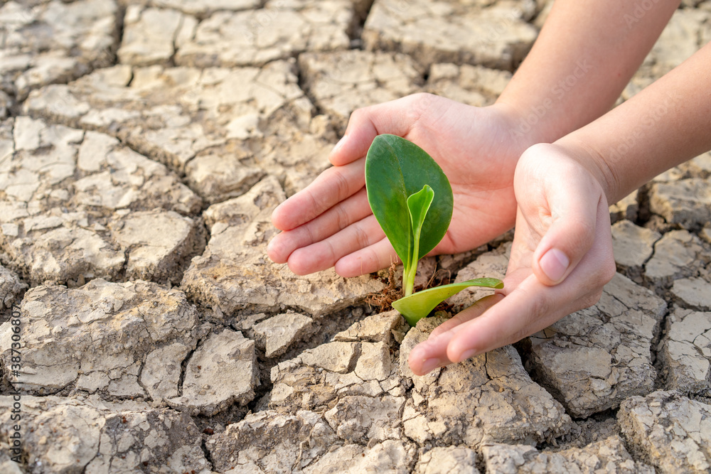 Hands holding a tree growing on cracked ground, Save the world ...