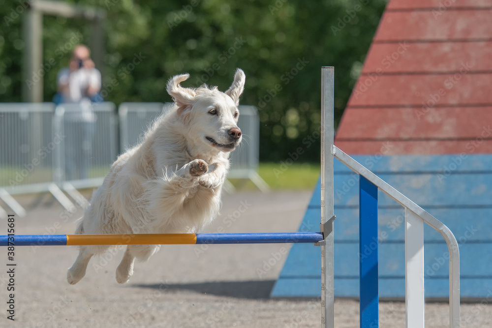 Can Labradors Do Agility