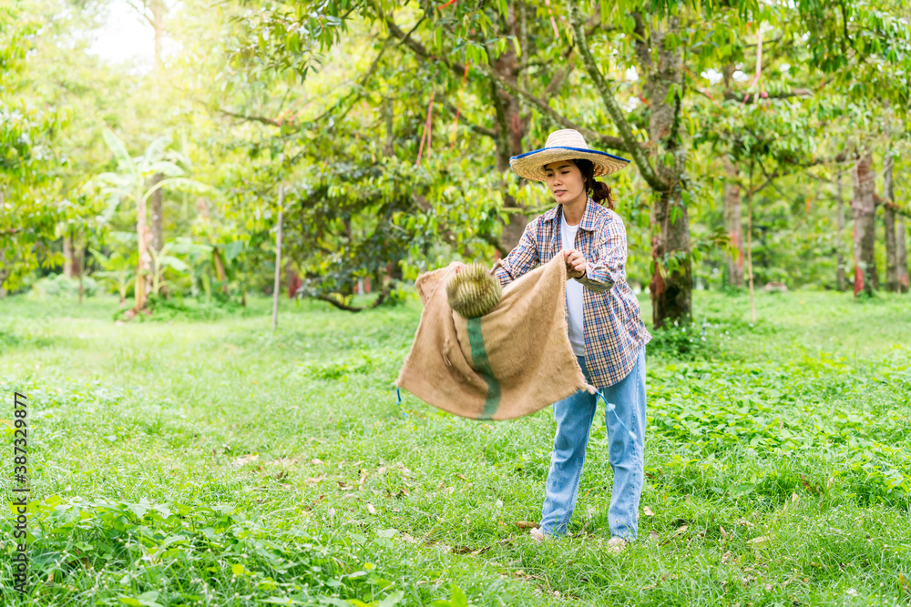 Foto de Durian fruit picking by durian farmers in Thailand do Stock ...