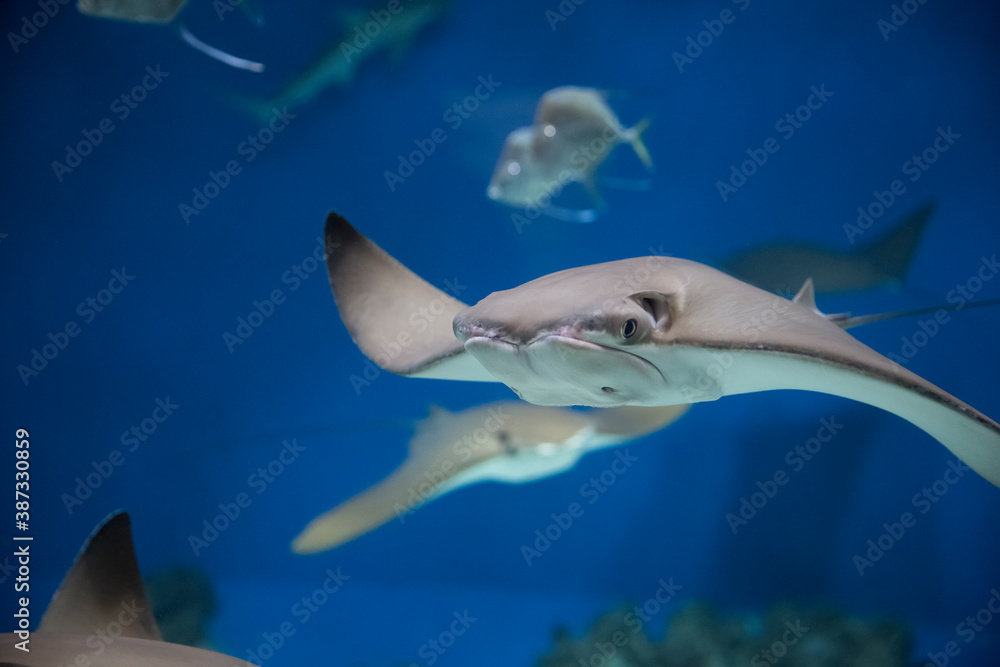 cownose ray swimming in the water, fish underwater in the aquarium ...