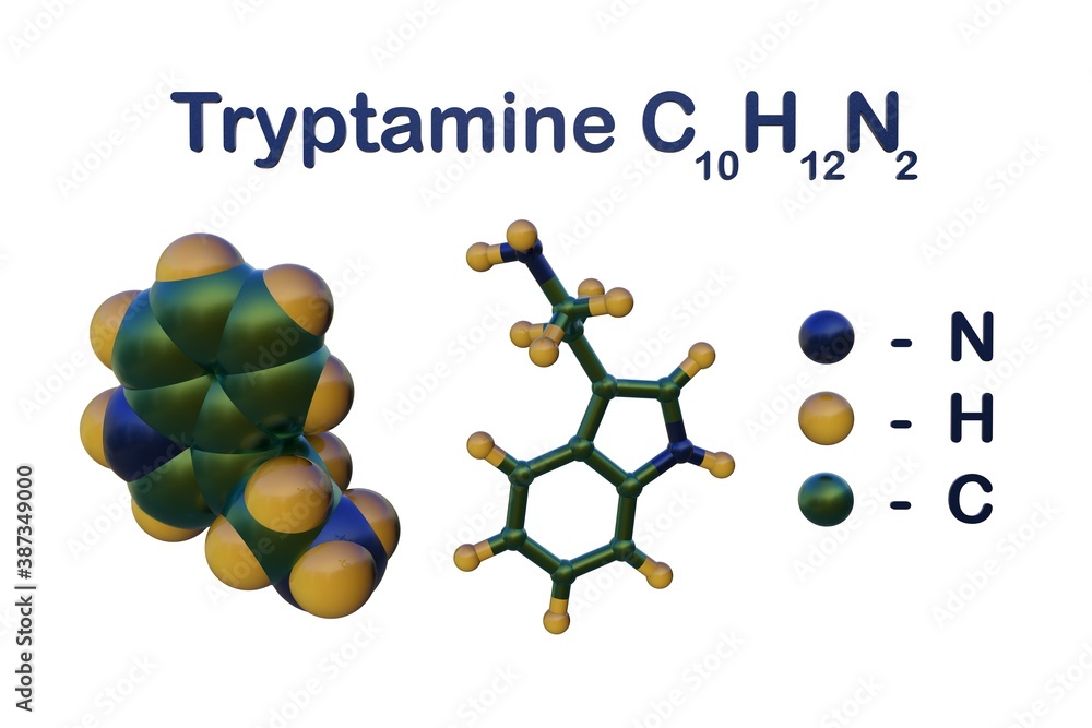 Structural chemical formula and molecular model of tryptamine, a ...