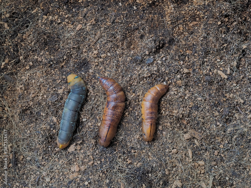 Top view a Larva and two pupa of Oleander Hawk-Moth (Daphnis nerii ...