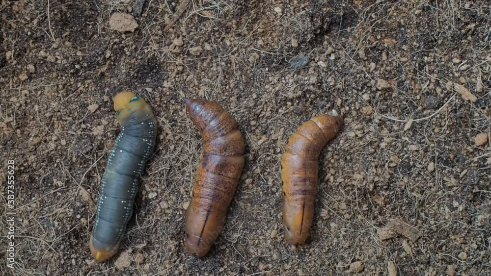 Vdo. Top view a Larva and two pupa of Oleander Hawk-Moth (Daphnis nerii ...