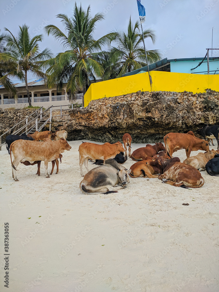 Foto de Zanzibar, Tanzania - December 10, 2019: A herd of cows lies on ...