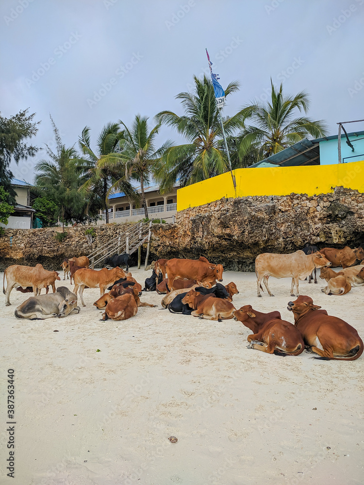 Zanzibar, Tanzania - December 10, 2019: A herd of cows lies on the ...