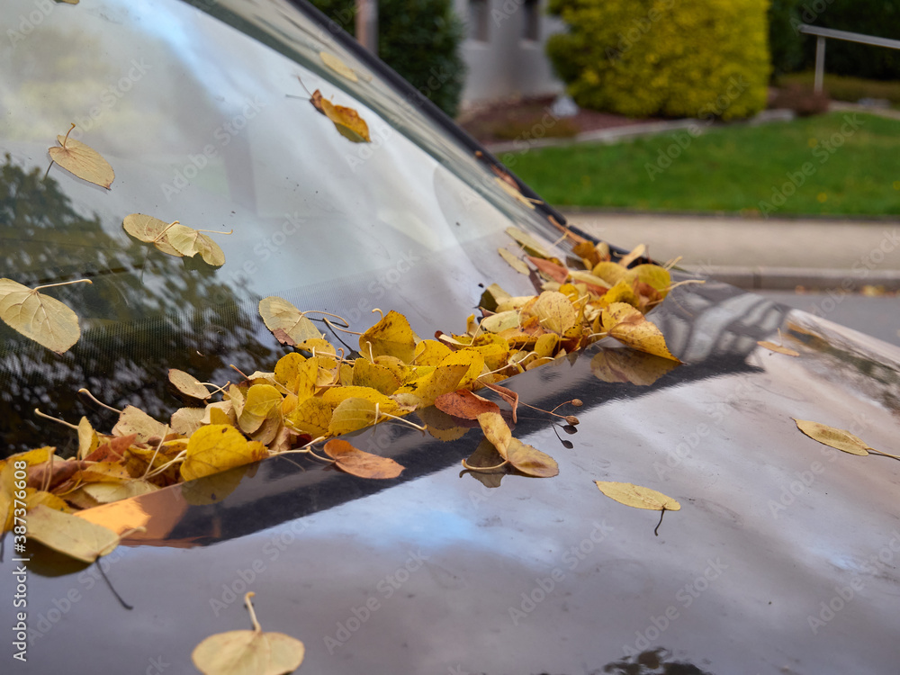 Autumn yellow and orange leaves fall on a parked car. The car is strewn ...