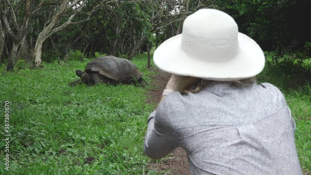 Tourist Photographing Giant Tortoise in Jungle of Santa Cruz Island ...