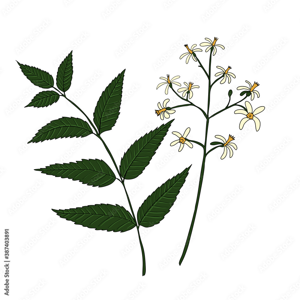 vector drawing neem tree branch Stock Vector | Adobe Stock