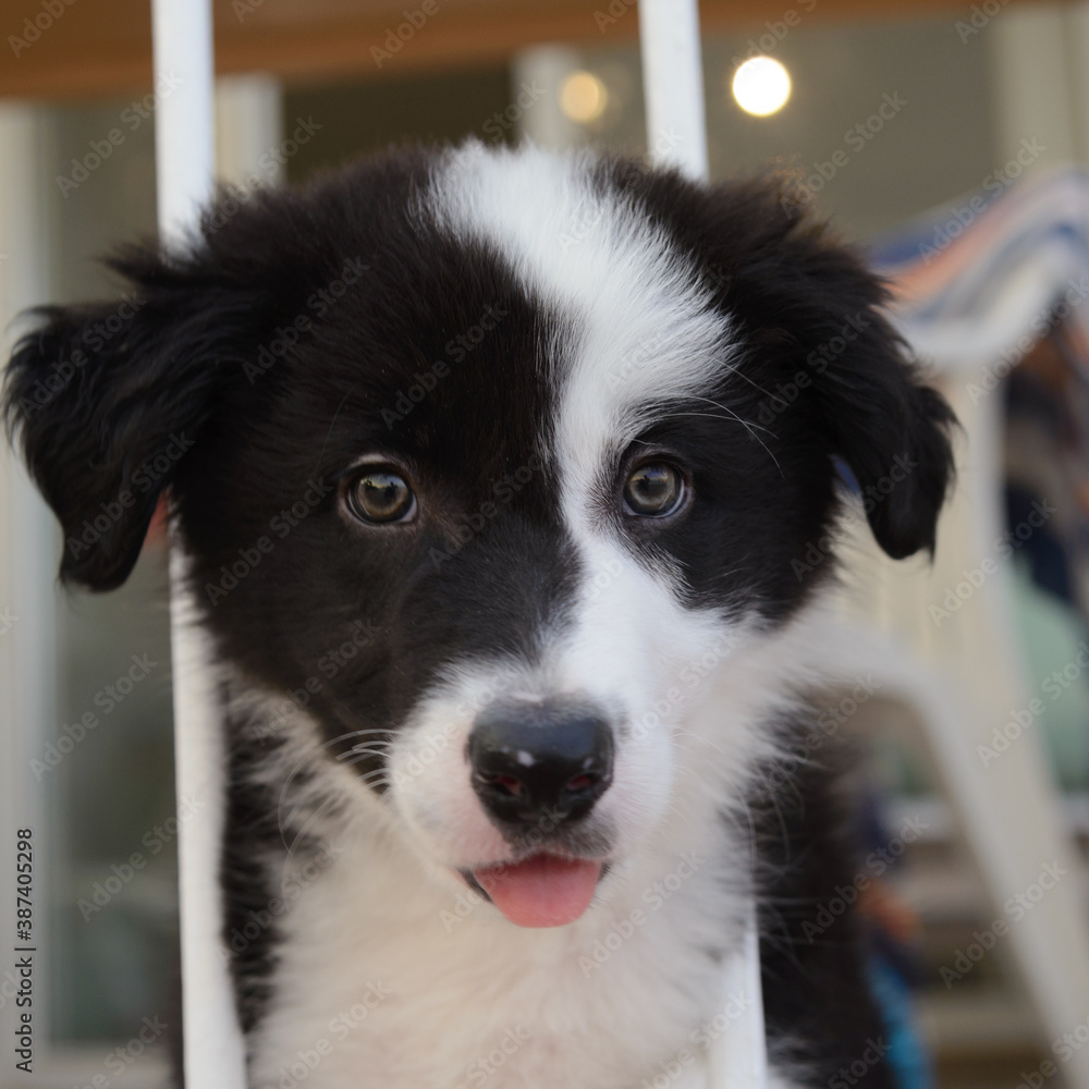 Mirada de un perro cachorro de Border Collie. Border Collie está ...
