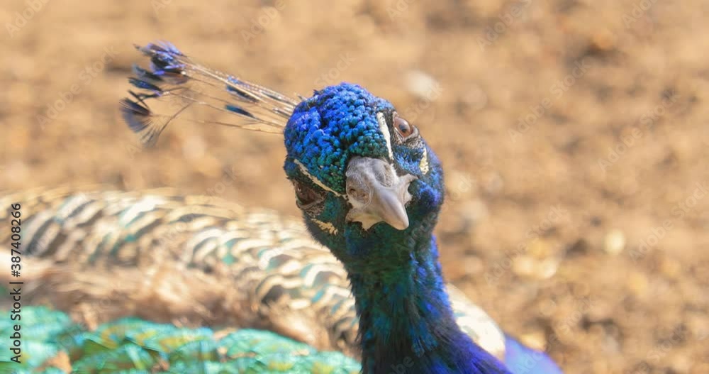 Indian peafowl (Pavo cristatus), also known as the common peafowl, and ...