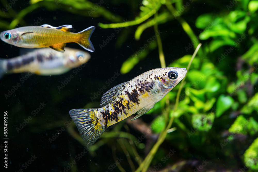Cuban limia (Limia vittata), also known as banded limia, Cuban molly a ...