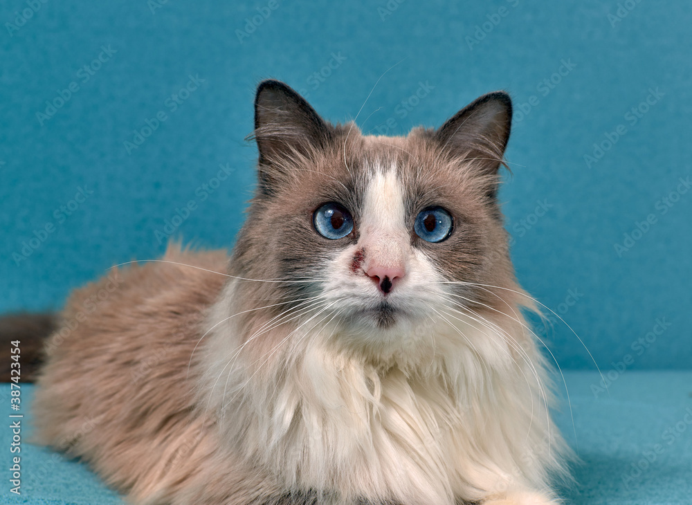 Allergic skin diseases in domestic cats. cat's wound from dermatitis ...