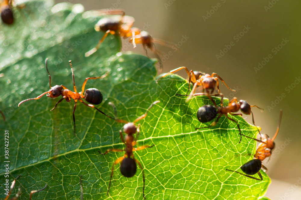 ant work Stock Photo | Adobe Stock