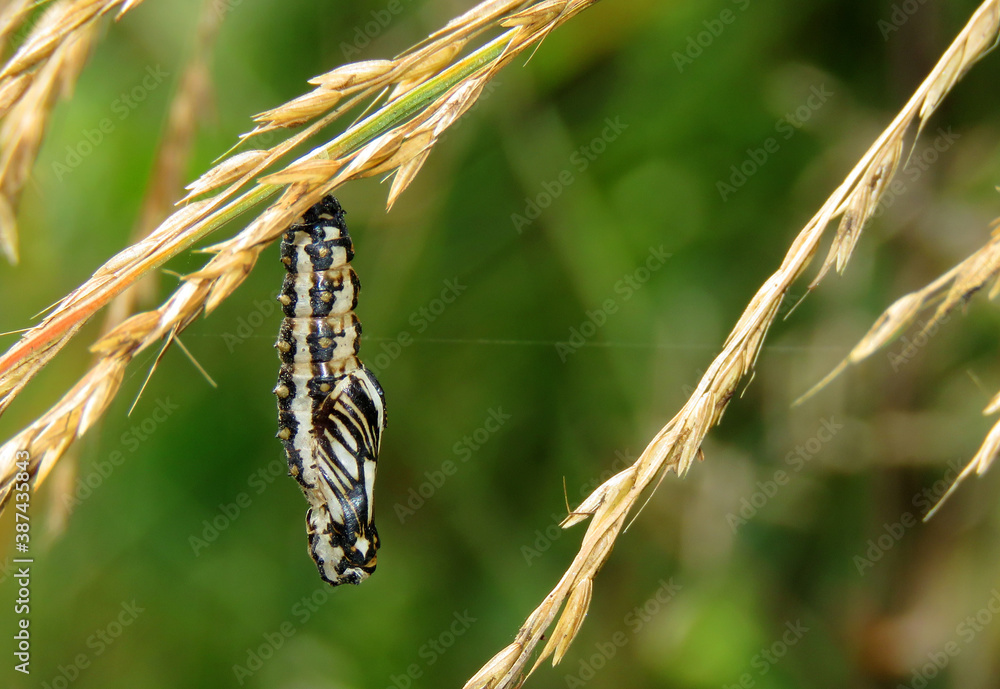 a butterfly pupa, Monarch butterfly chrysalis hanging on the grass ...