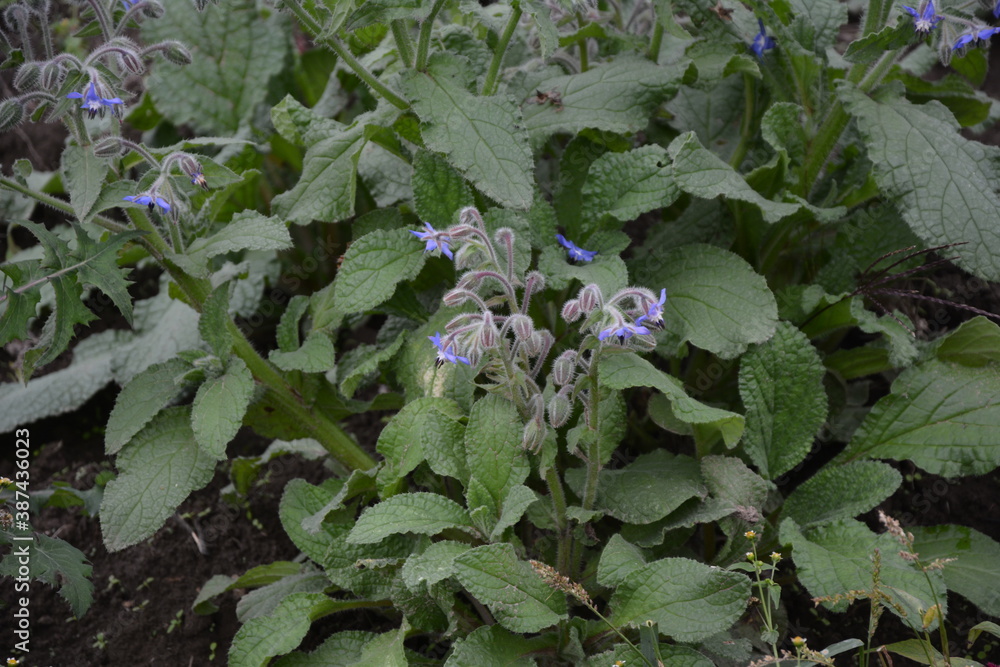 Borago officinalis: edible flowers bloom in the garden in summer Stock ...