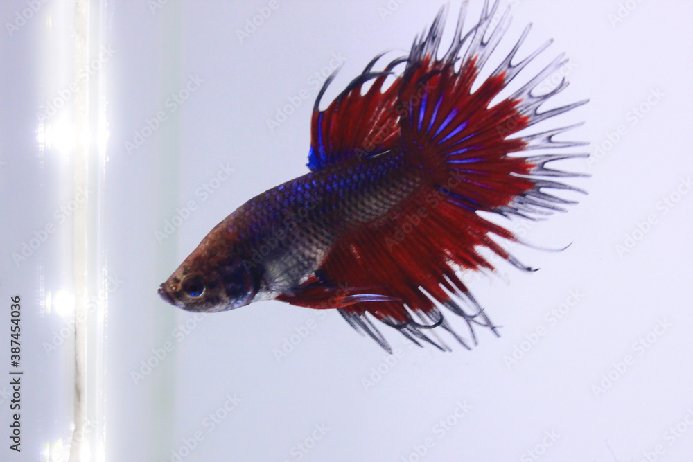 red crowntail betta fish. The red betta fish on the body with other ...