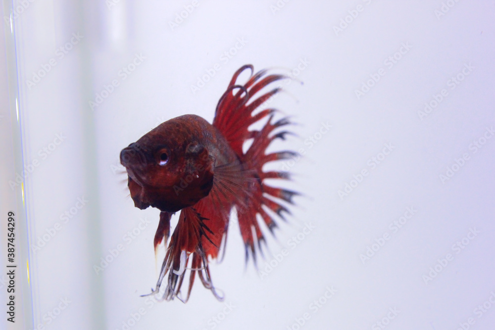 red crowntail betta fish. The red betta fish on the body with other ...