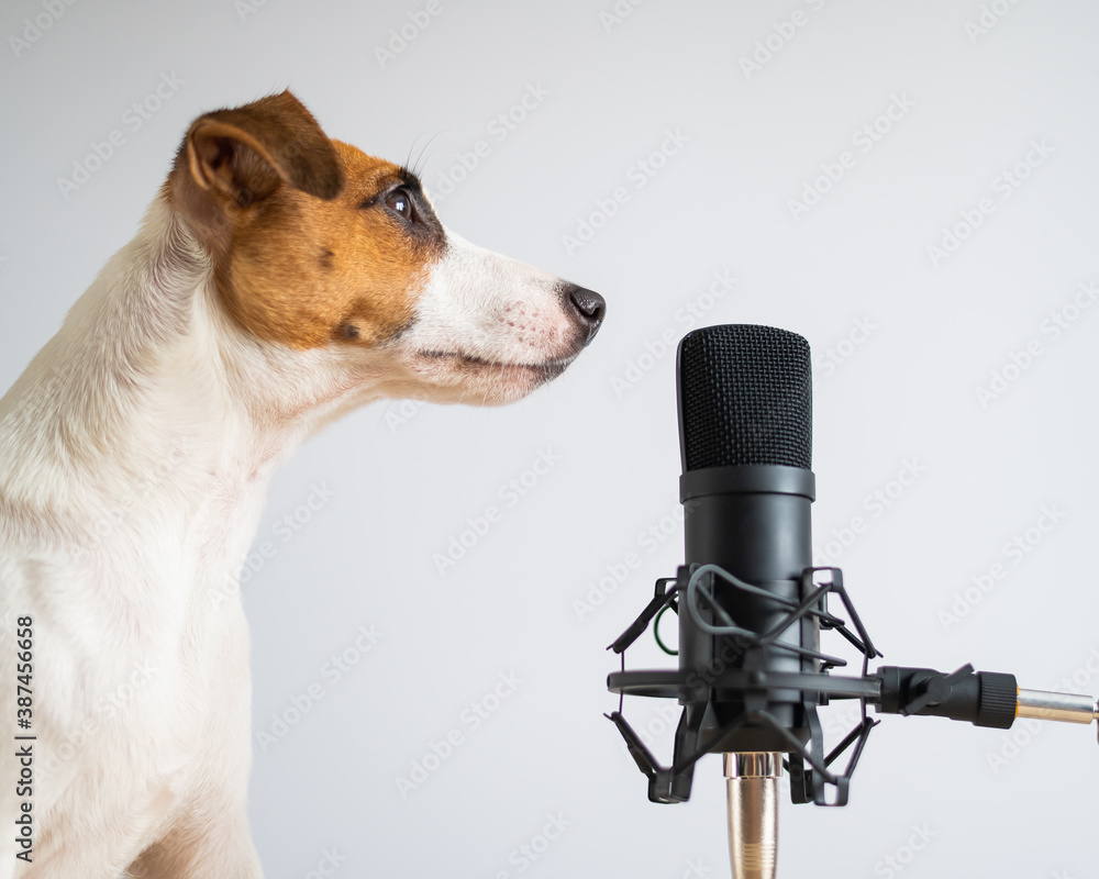 Jack Russell Terrier and professional microphone on a white background ...