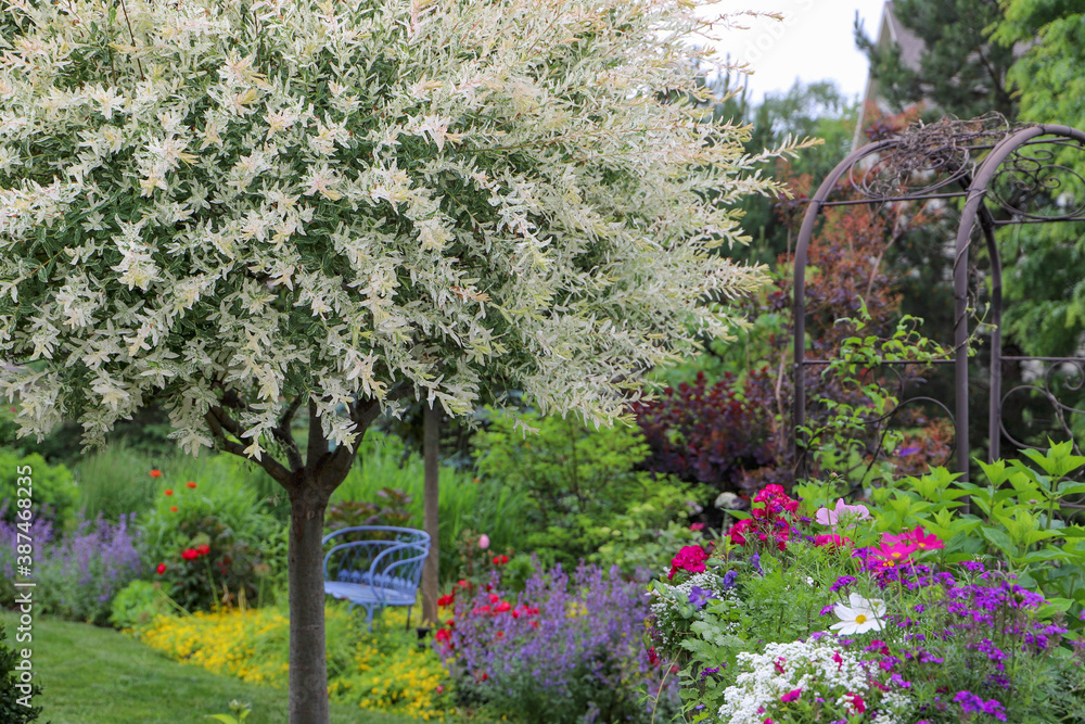 A variegated white ornamental willow tree is the focal point of this ...