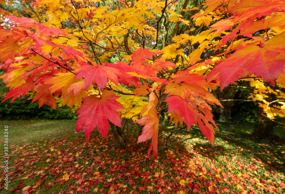Acer maple trees in a blaze of autumn colour, with fallen leaves on the ...