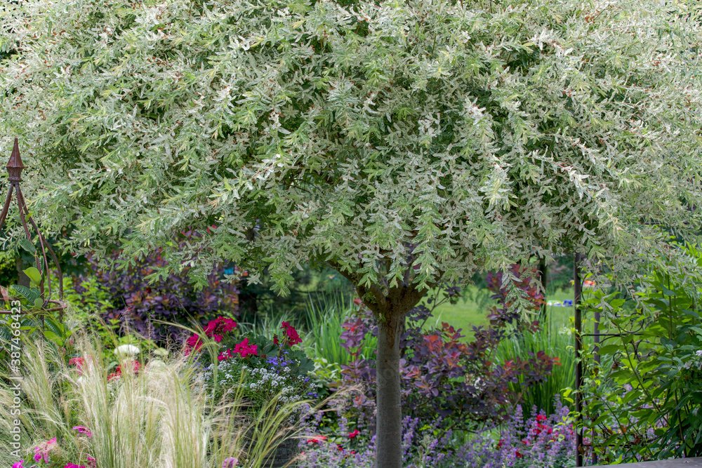 A whimsical variegated white ornamental willow tree is the focal point ...