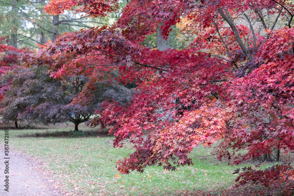 Autumn leaves. Acer trees in a blaze of colour, photographed at ...