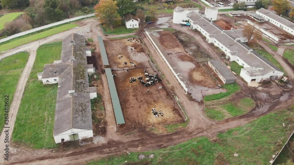 Large agricultural farm with cowshed barn with herd of cows at ...