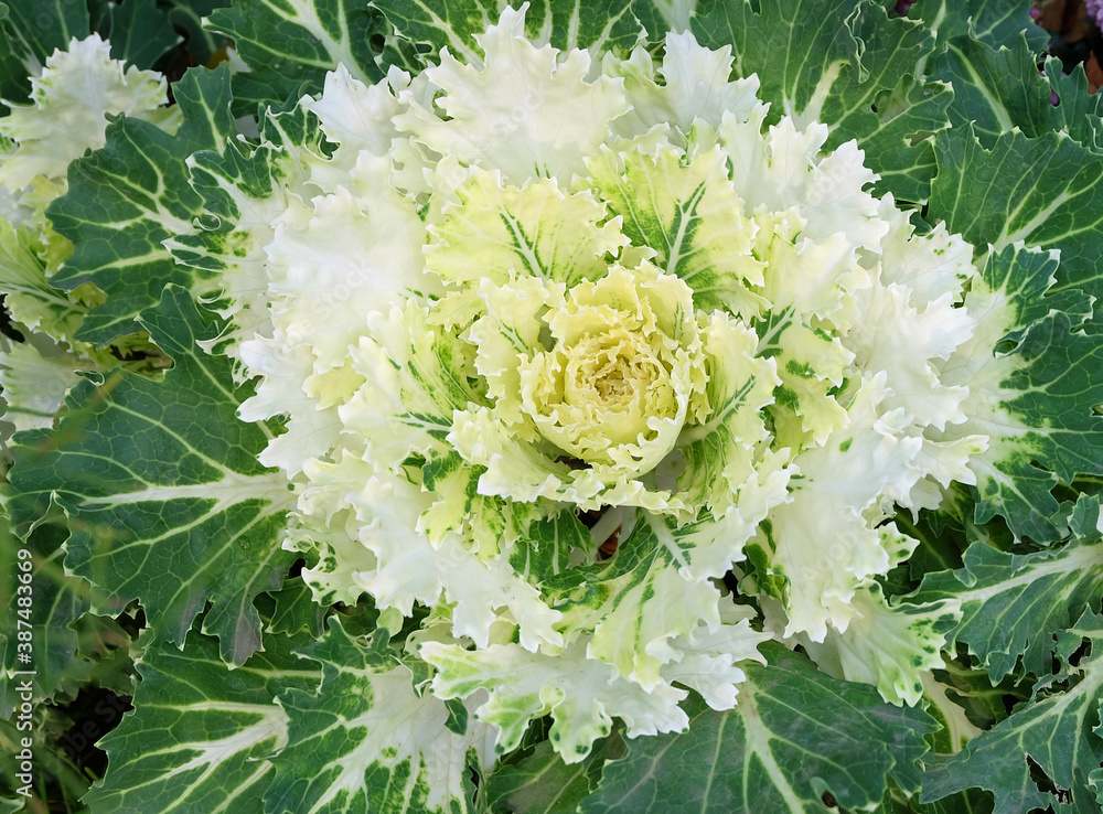 Brassica oleracea var. acephala among the greenery in the park, macro ...