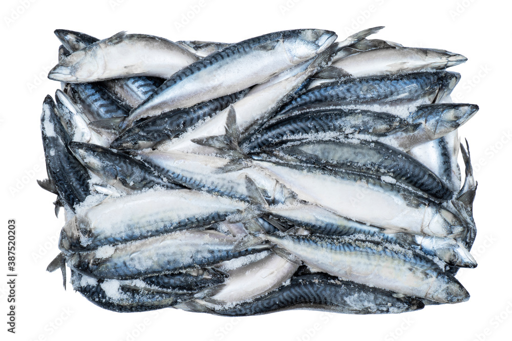 Frozen mackerel isolated. Frozen group of fish. Iced fish. Heap of ...