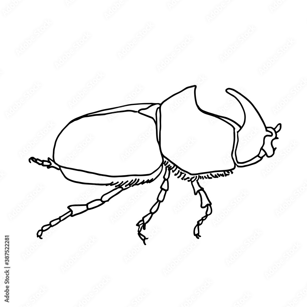 Outline of a rhinoceros beetle, side view. Isolated on a white ...