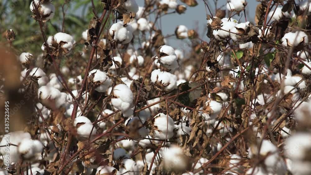 Dry brown branches of cotton bushes with white fluffy flower bolls and ...