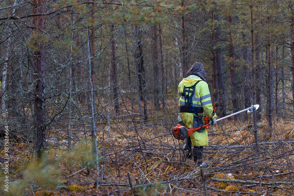 Lumberjack does forest maintenance. The forester works as a brush ...
