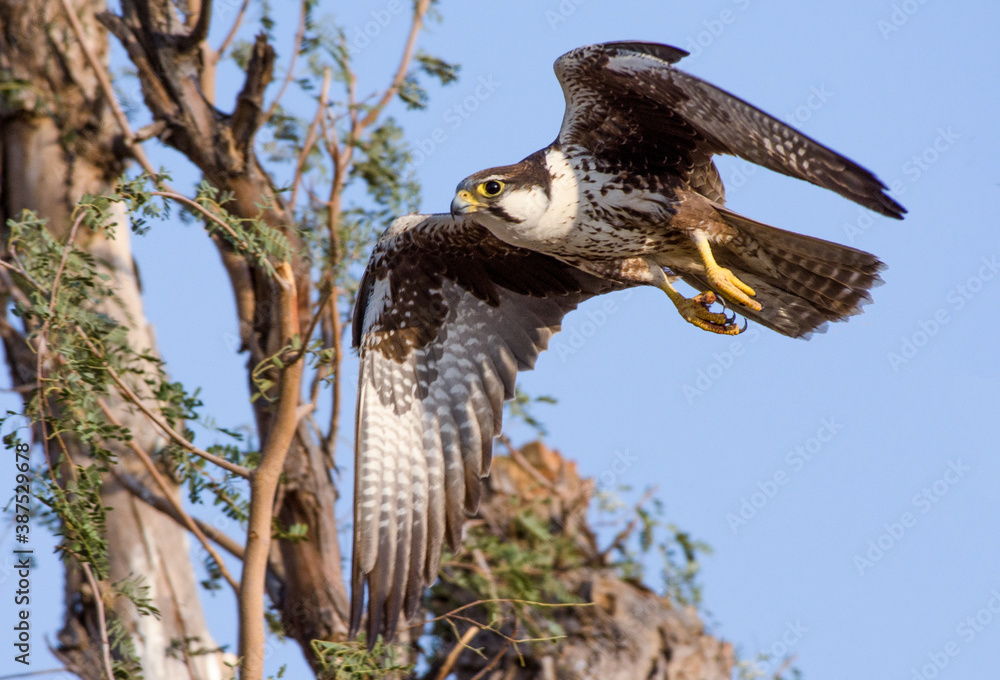 The peregrine falcon, also known as the peregrine, and historically as ...