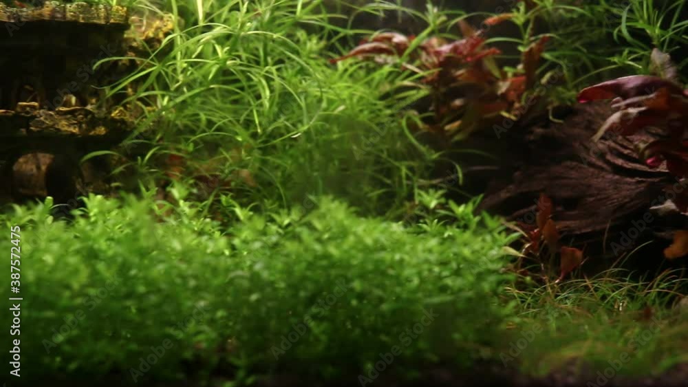 Pearl weed, Hemianthus Micranthemoides in detail, camera pan, left to ...