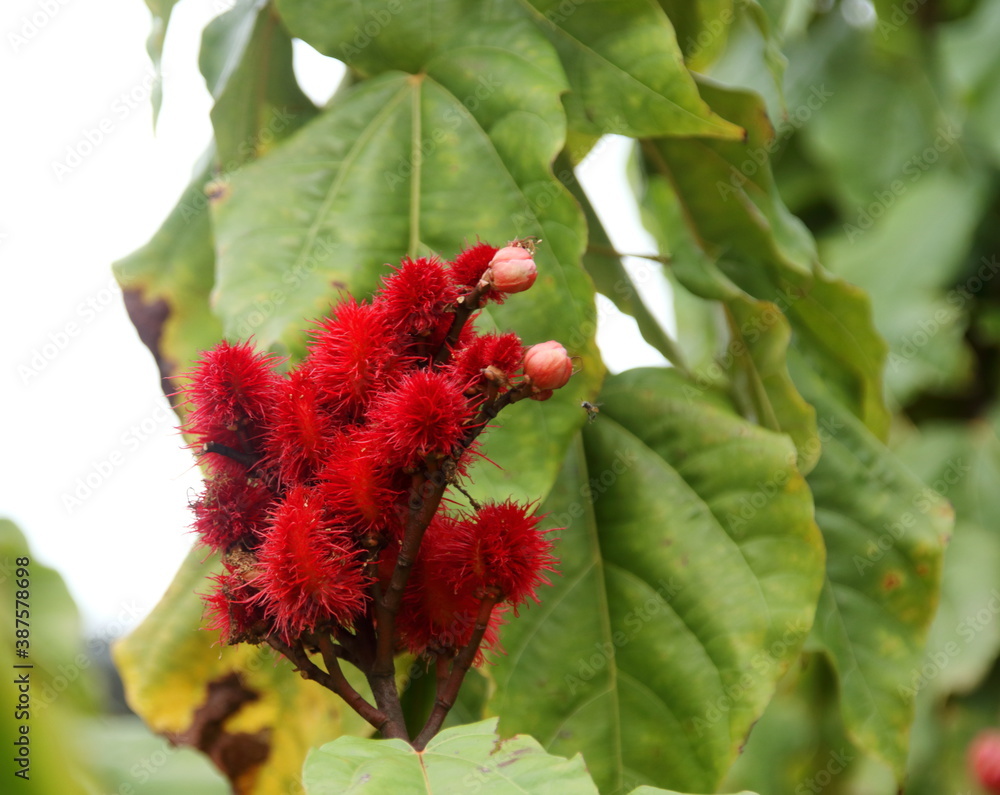 Bright red young fruit of of achiote tree or annatto tree on branch and ...