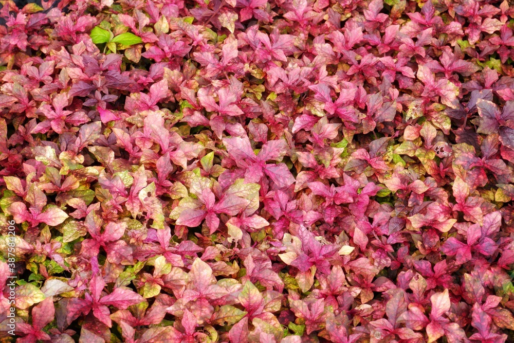 The purple-green leaves are called Cyathula prostrata or purple ...