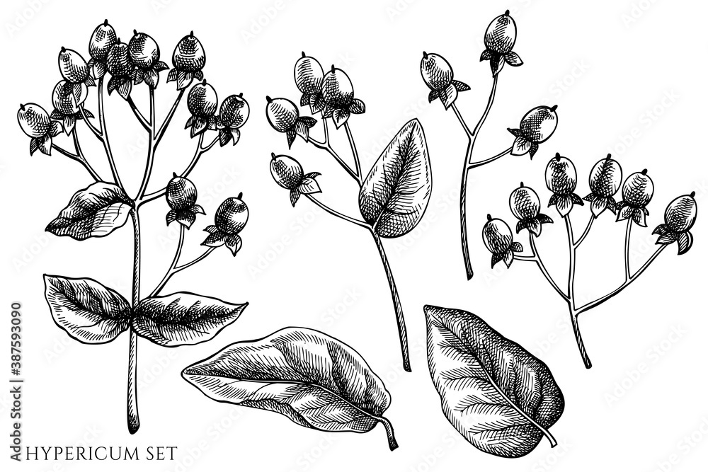 Vector set of hand drawn black and white hypericum Stock Vector | Adobe ...
