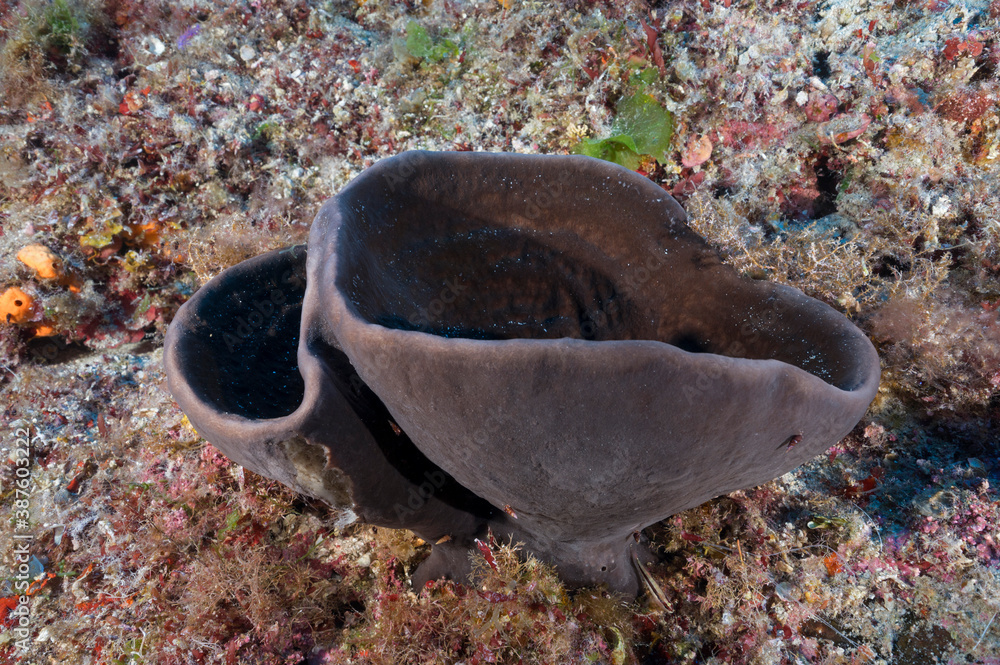 Photo & Art Print Elephant ear sponge, Calyx nicaeensis, Gokova Bay ...