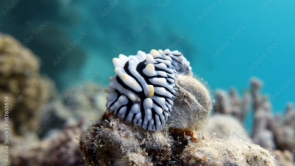 Mollusks, phylum Mollusca , Gastropods , Nudibranch mollusks of the Red ...